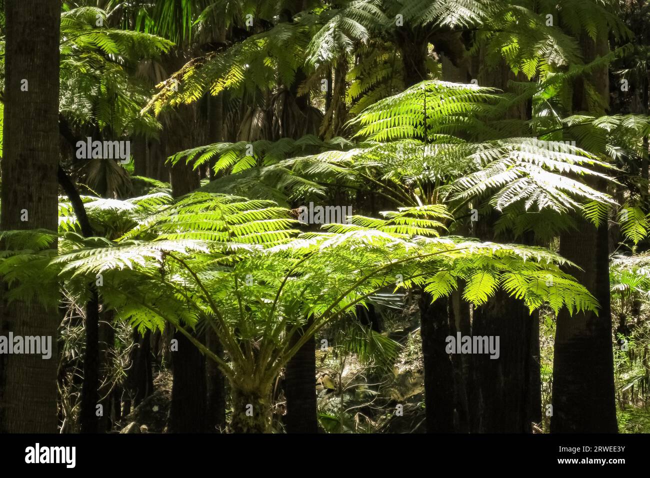 Fern trees in the light, Carnarvon Gorge, Queensland, Australia Stock ...