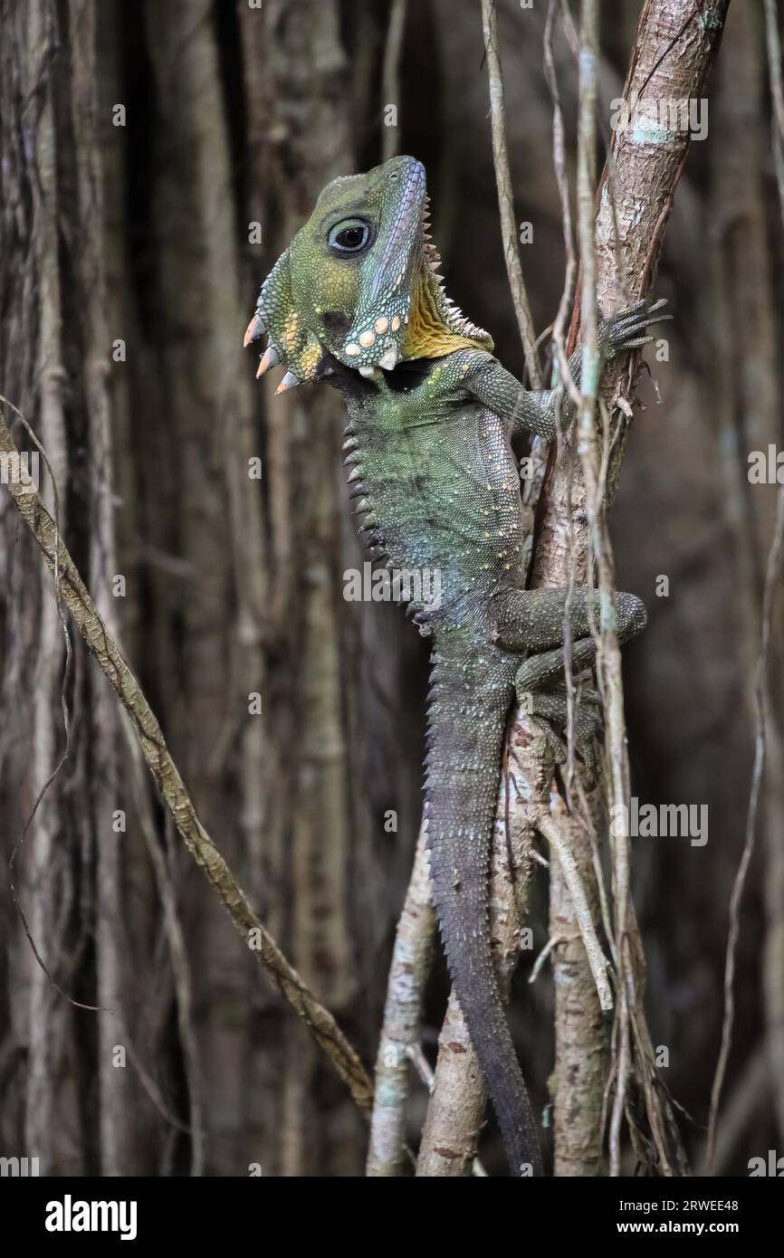 Close up of a Boyds forest Dragon climbing up a curtain fig tree ...