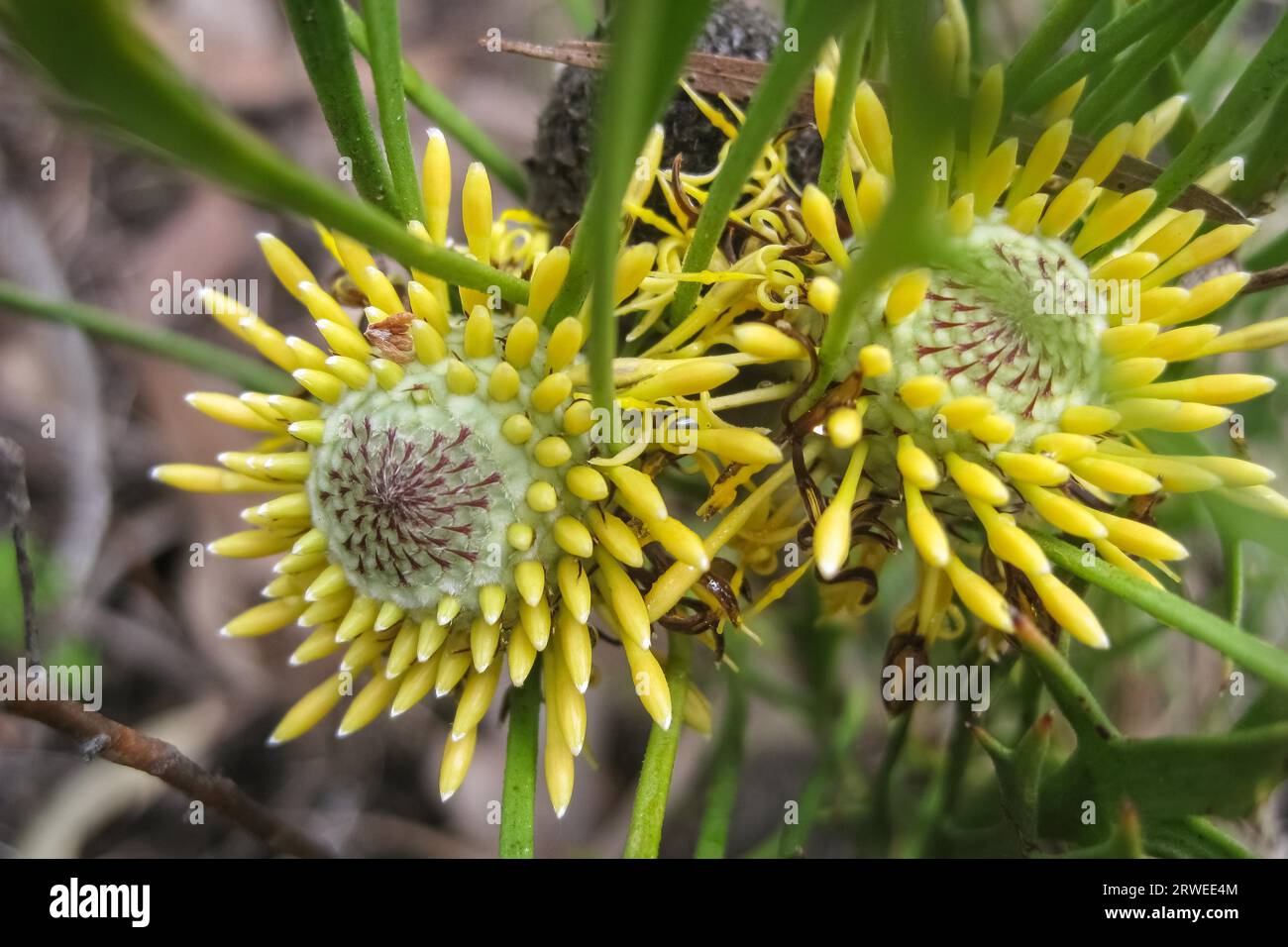 Yellow australian wild flower hi-res stock photography and images - Alamy
