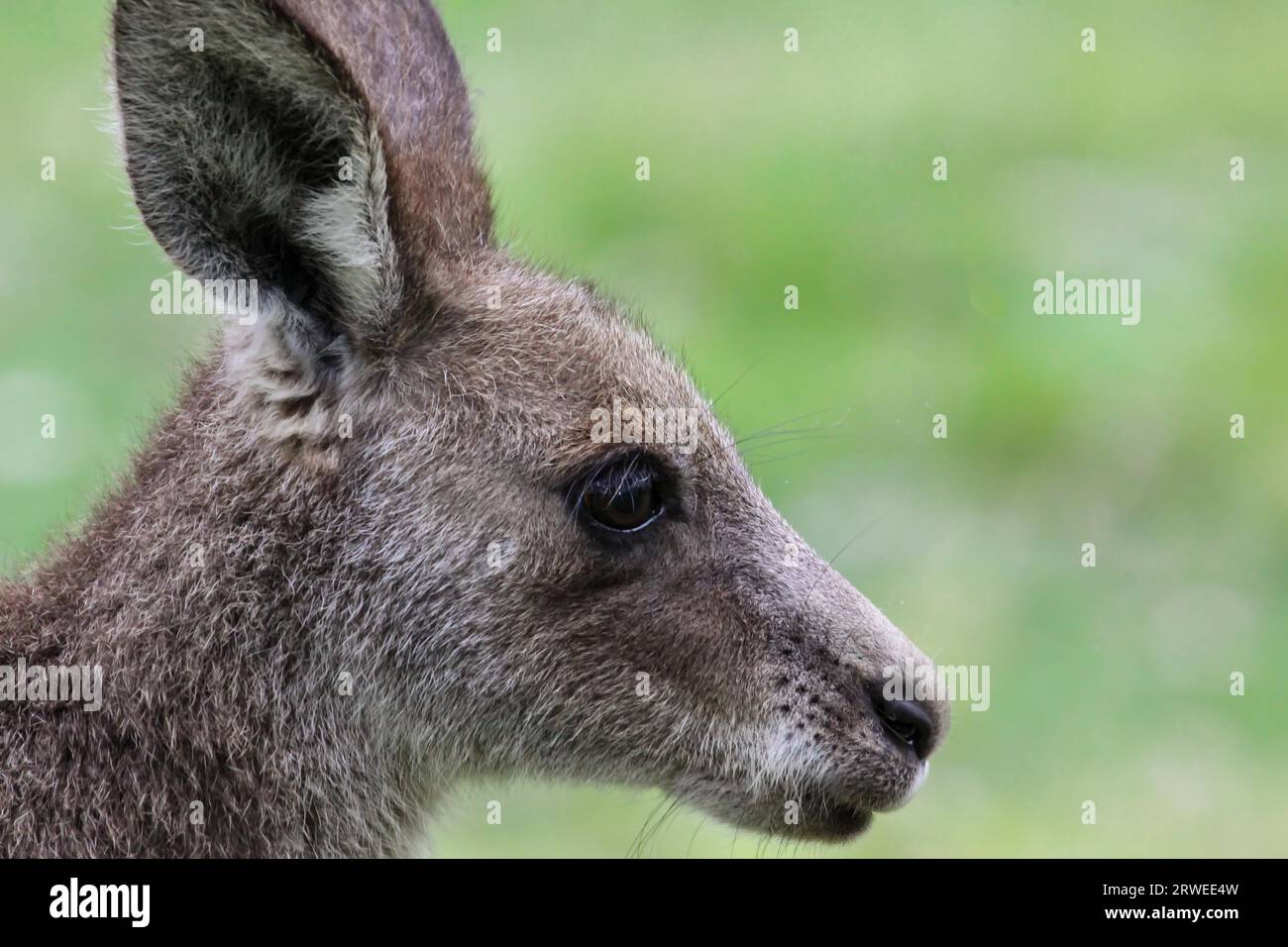 Profile of an an Eastern grey kangaroo, facing, Girraween National Park ...