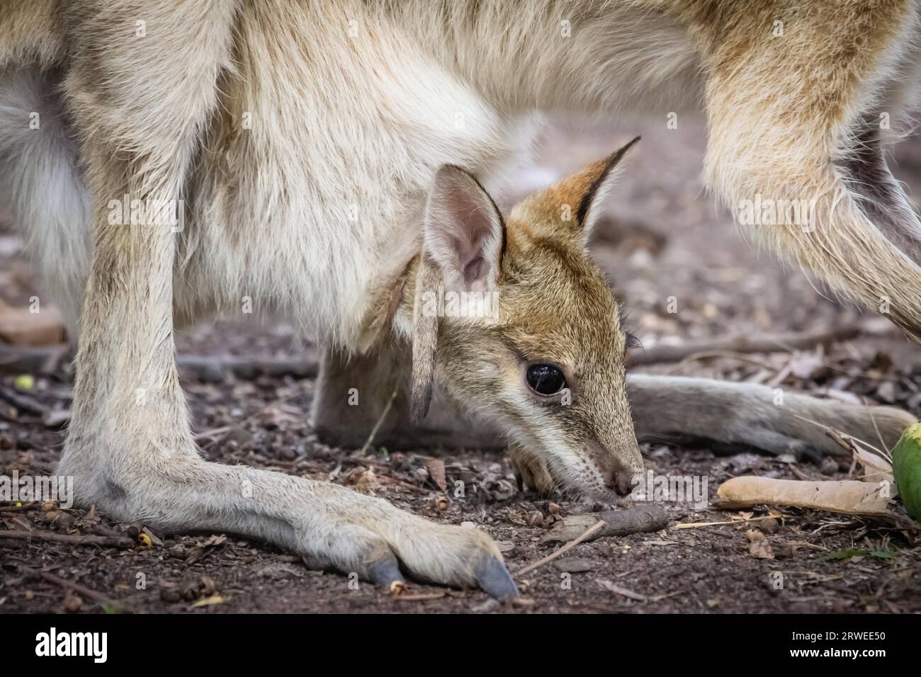 Close up of an Agile wallaby baby or called joey looking out of its ...