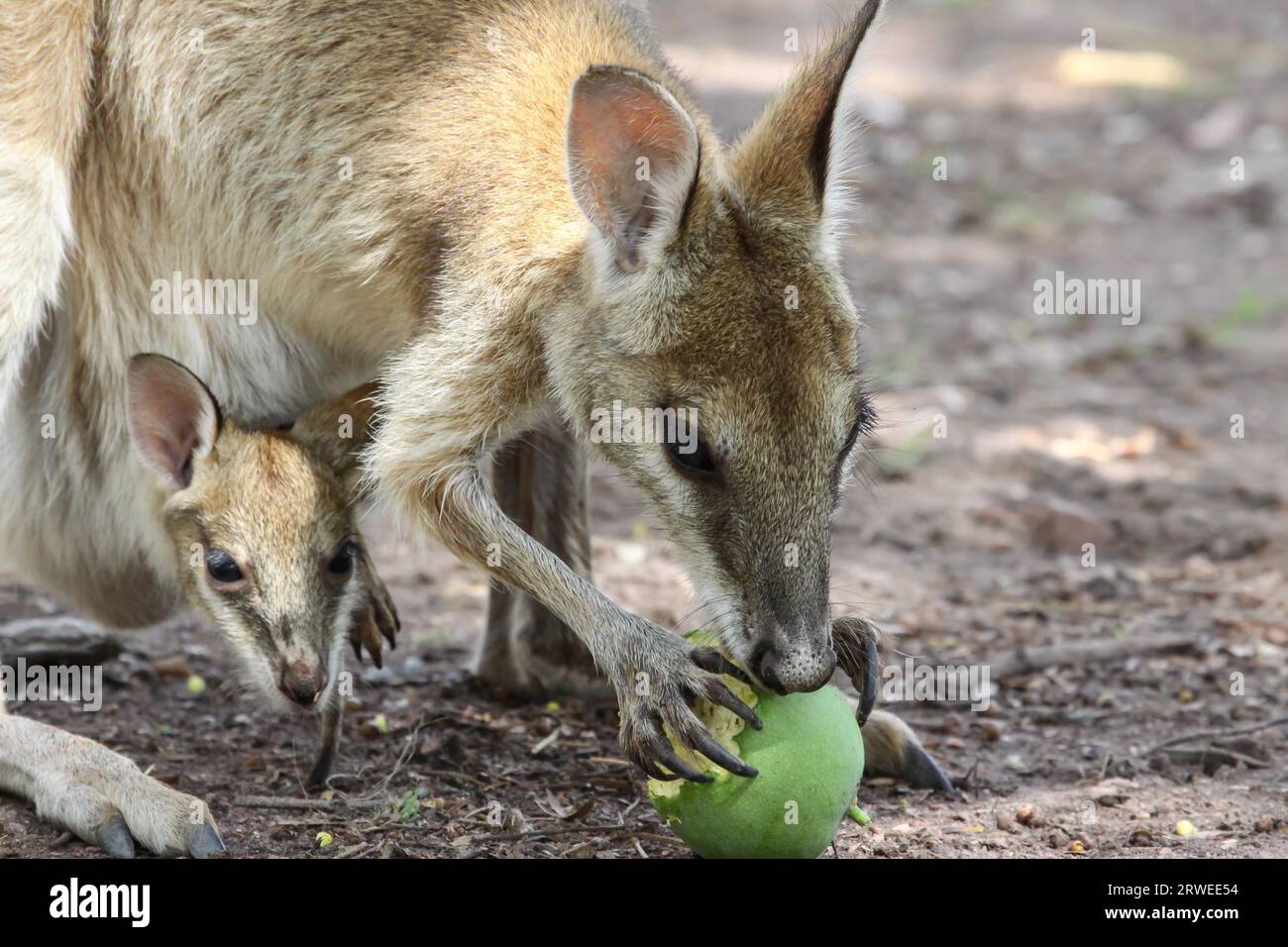 Agile wallaby mother with baby feeding on fruit, Northern Territory ...