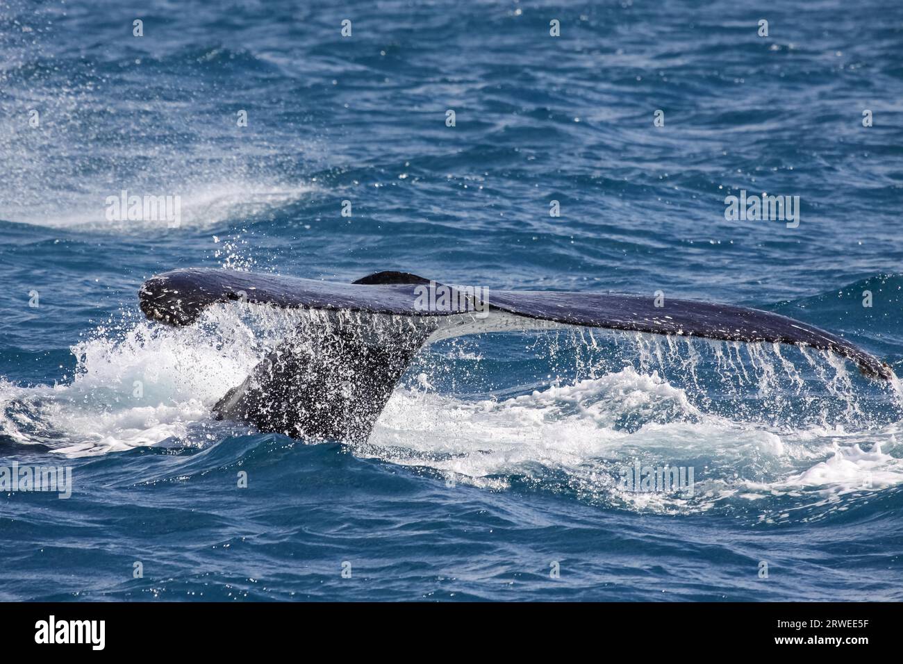 Fluking whale hi-res stock photography and images - Alamy