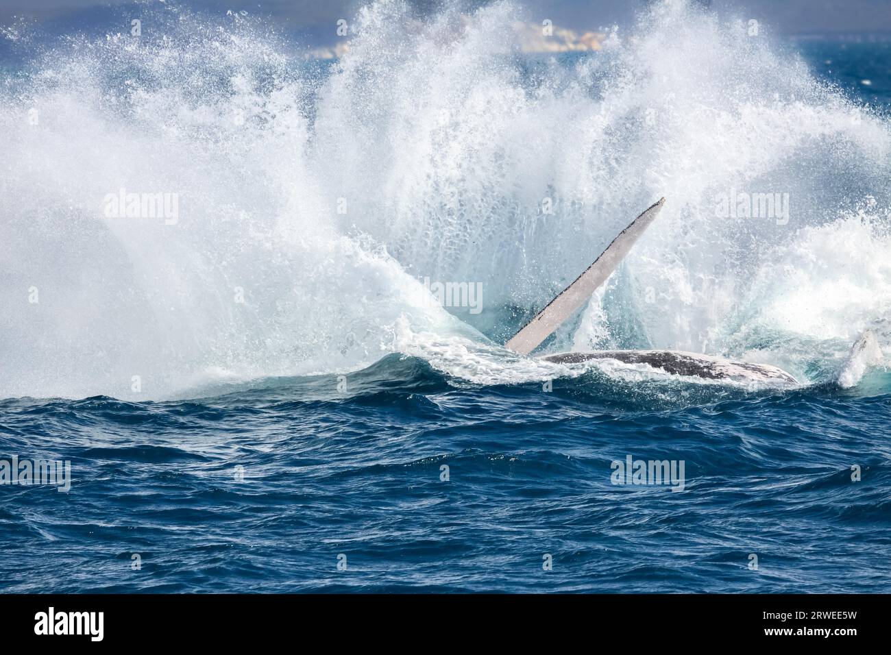 Humpback whale pec slapping producing sea spray, Hervey Bay, Queensland ...
