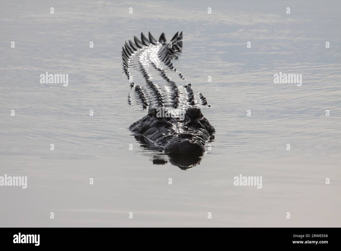 Saltwater crocodile swimming on the river surface, Yellow Water, Kakadu ...