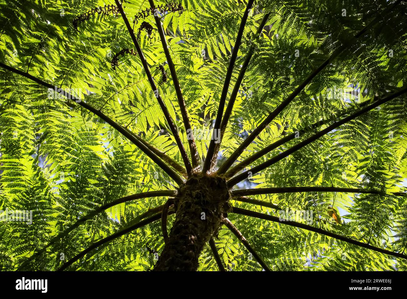 Light shines through the canopy of a Fern tree, Carnarvon Gorge ...