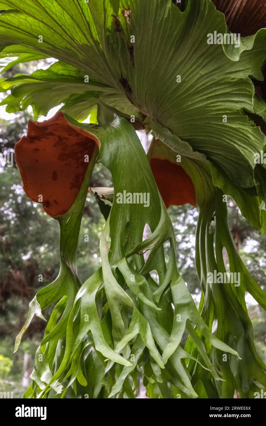 Close up tropical elkhorn hi-res stock photography and images - Alamy