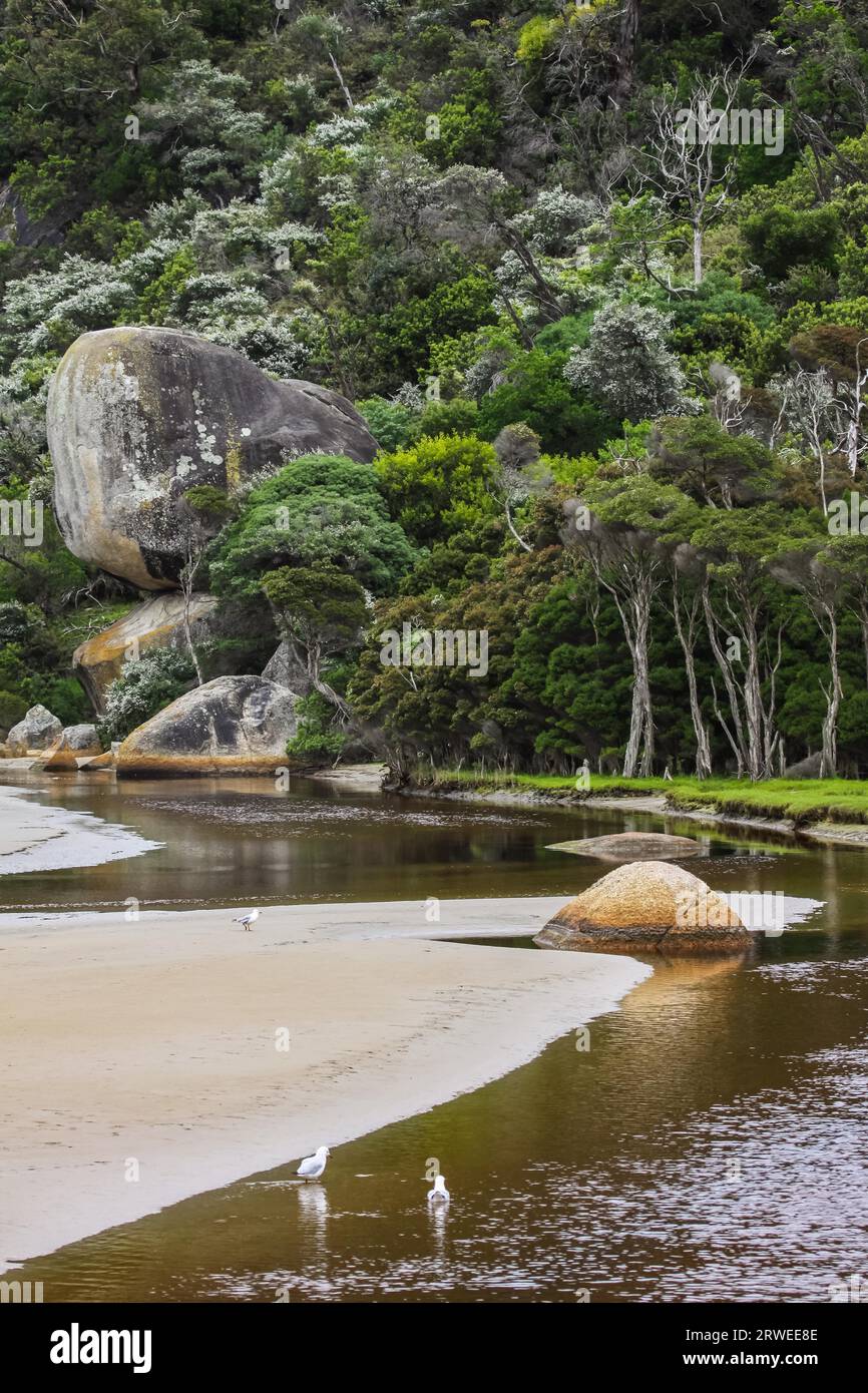 Scenery Tidal River tee trees, Wilsons Promontory National Park ...