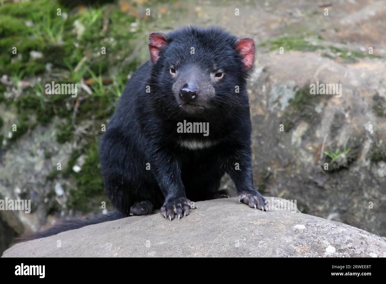 Close up of an Tasmanian devil, facing, Cradle Mountain NP, Tasmania ...