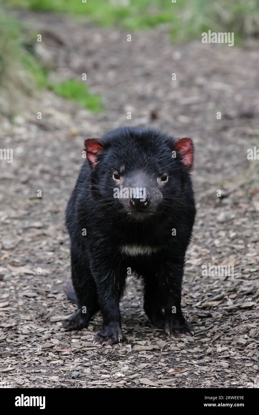 Close up of an Tasmanian devil, facing, Cradle Mountain NP, Tasmania ...