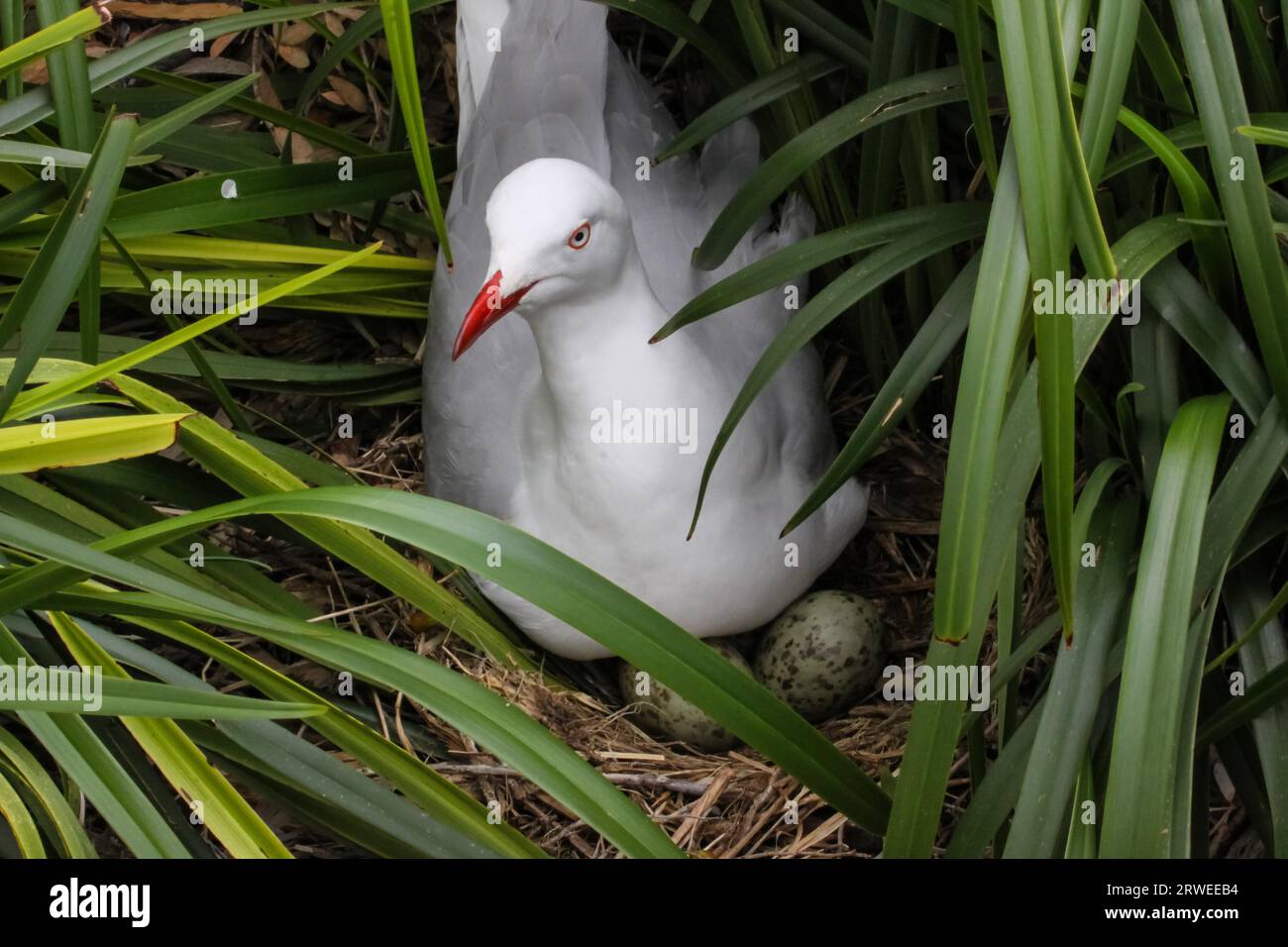 Silver gull nesting, from above, Wilsons Promontory National Park ...