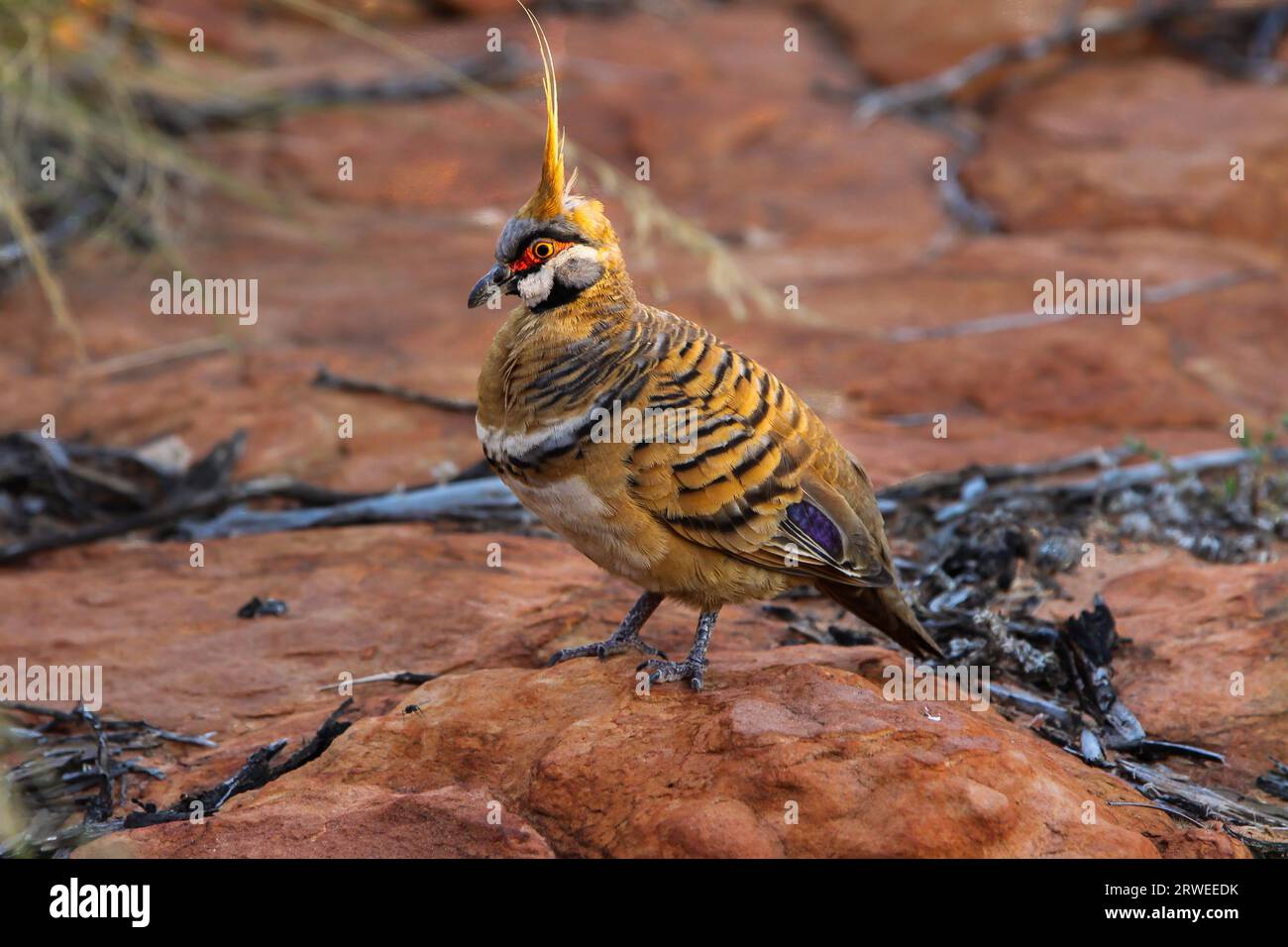 Canyon northern hi-res stock photography and images - Alamy