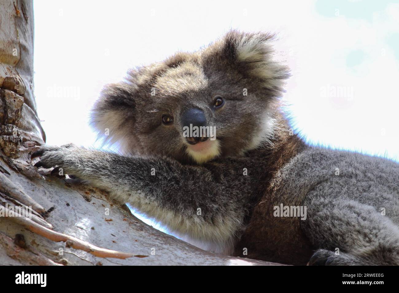 Koala resting in the shadow on an eucalyptus tree, facing, Great Otway ...