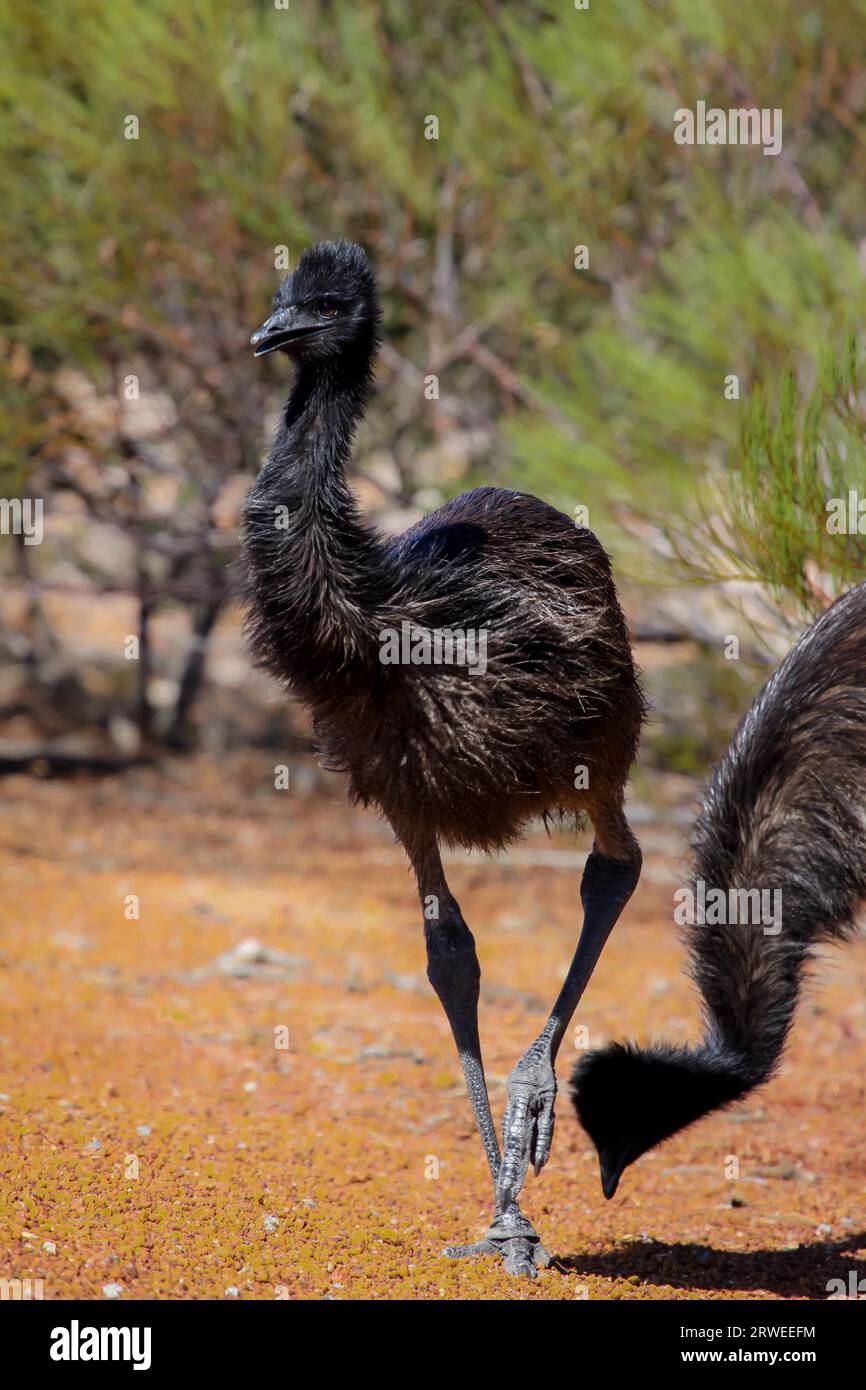 Young Emu in the wild, Kalbarri National Park, Western Australia Stock ...
