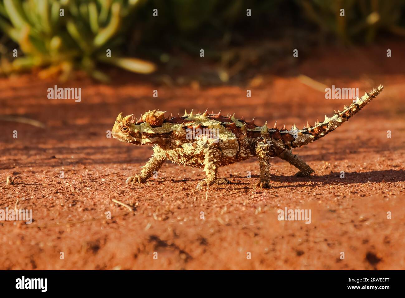 Close up of a Thorny Devil in the Australian outback, profile, Northern ...
