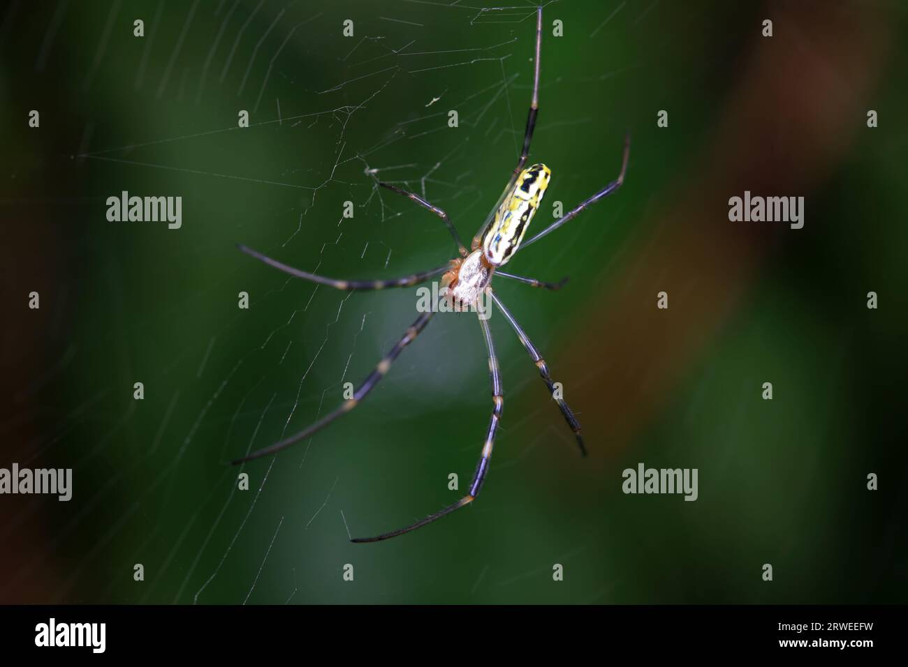 Spiders in the wild, North China Stock Photo - Alamy