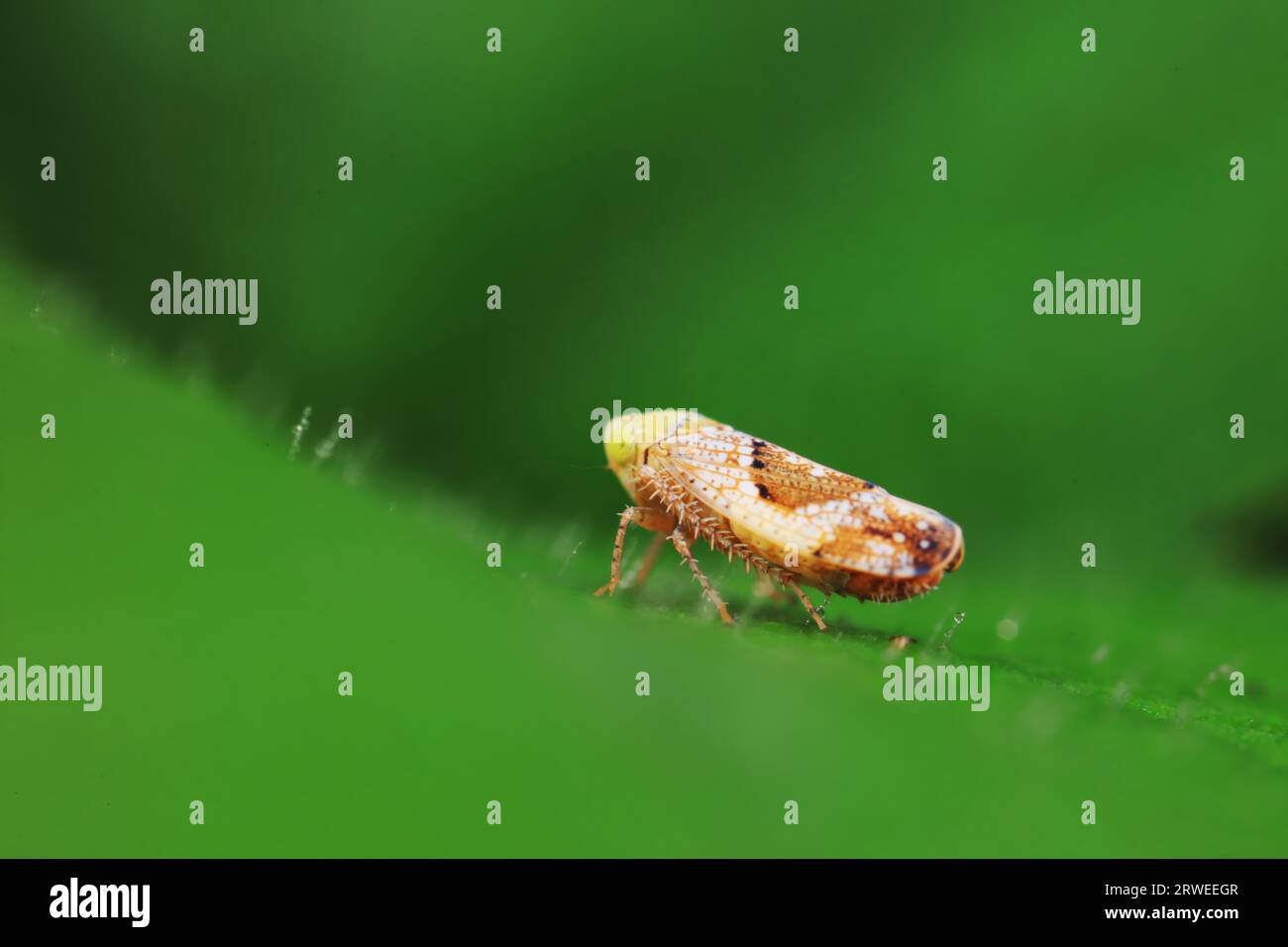 Leaf cicada on wild plants, North China Stock Photo - Alamy