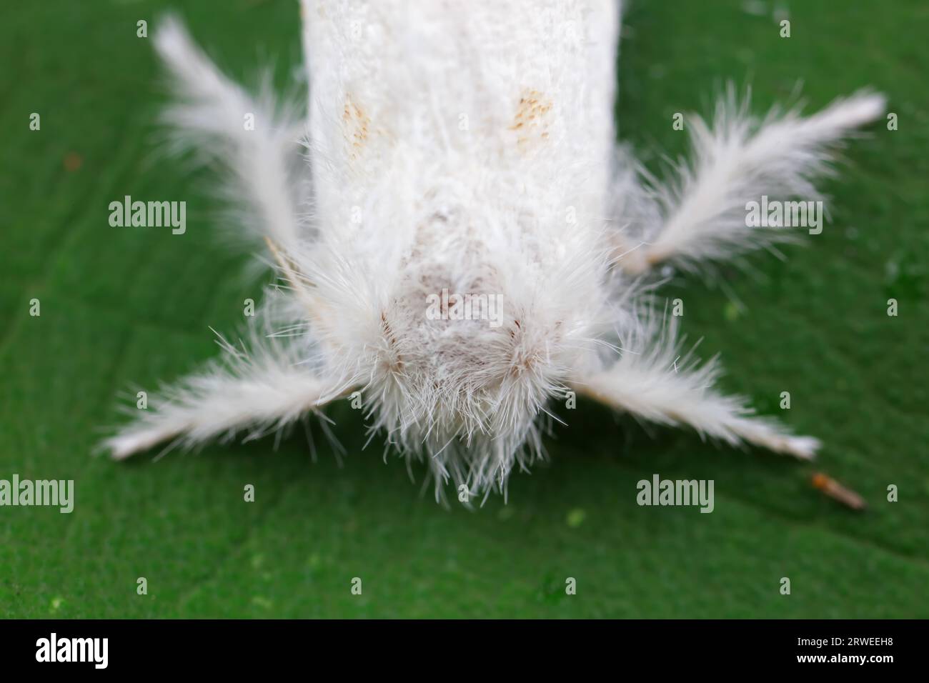 Lepidoptera insects in the wild, North China Stock Photo - Alamy