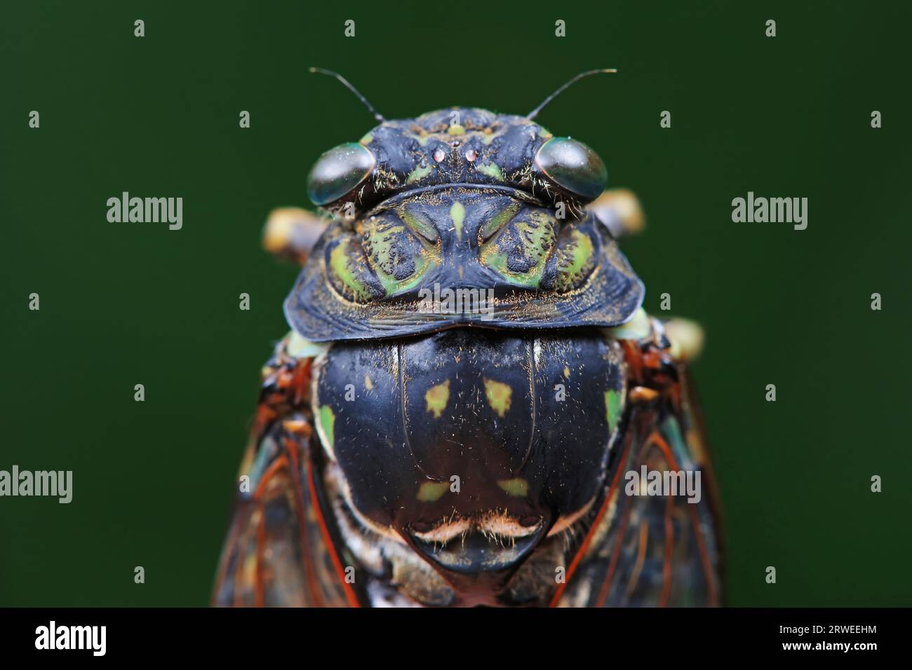 Leaf cicada on wild plants, North China Stock Photo - Alamy