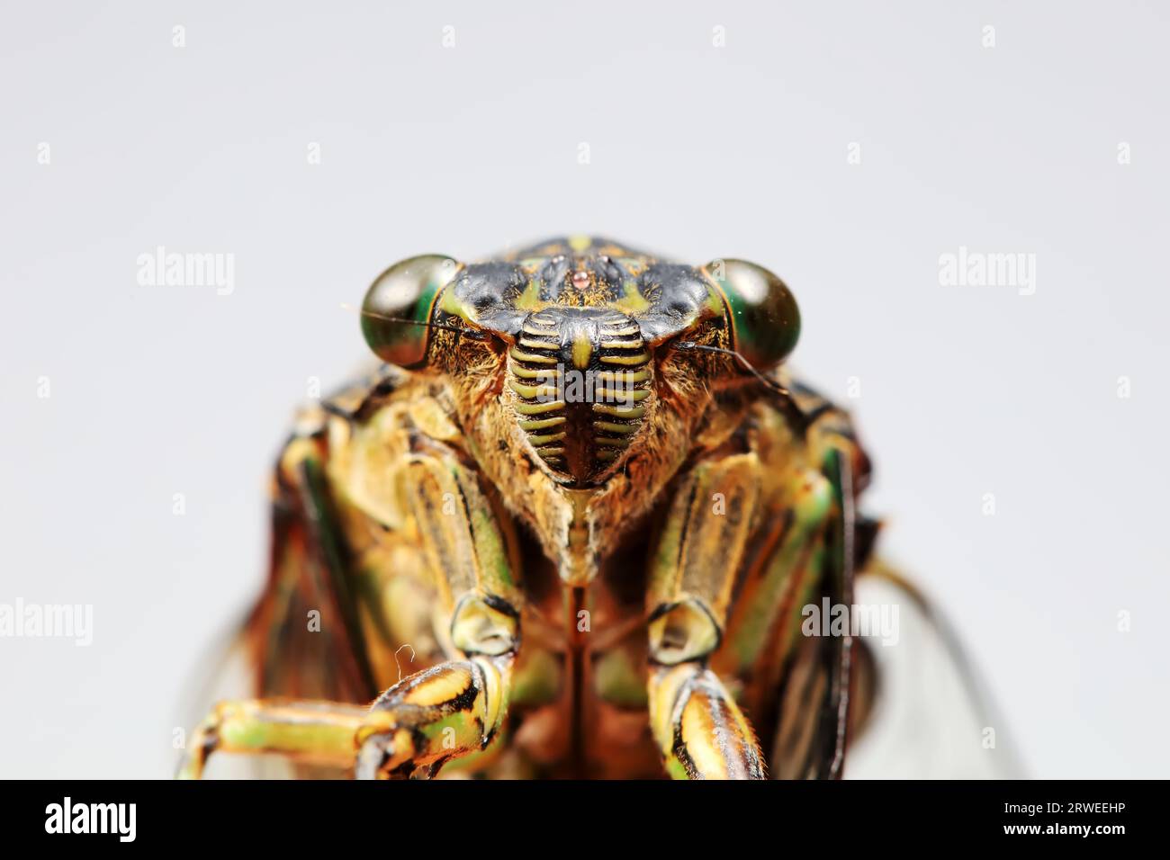 Leaf cicada on wild plants, North China Stock Photo - Alamy