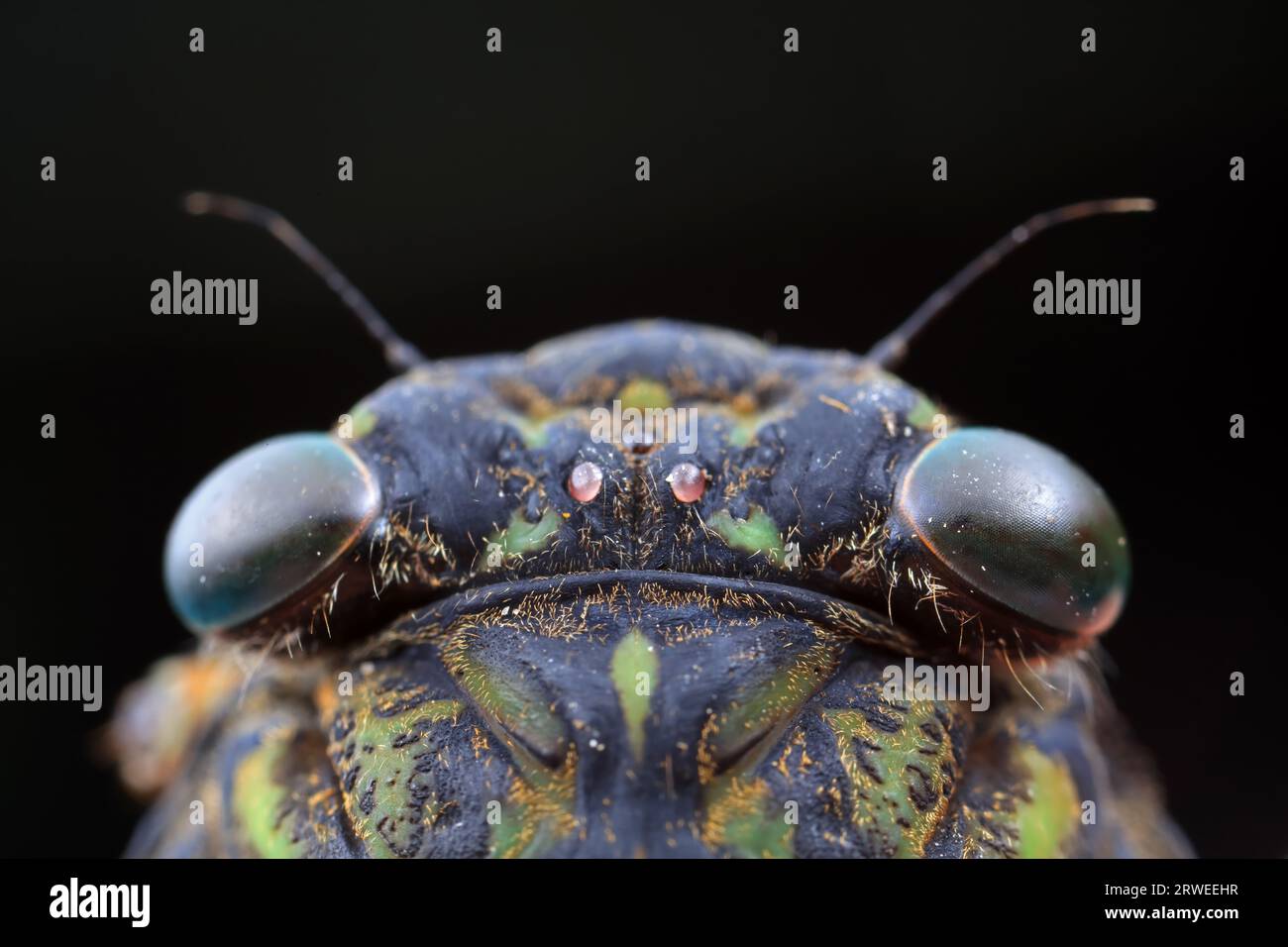 Leaf cicada on wild plants, North China Stock Photo - Alamy