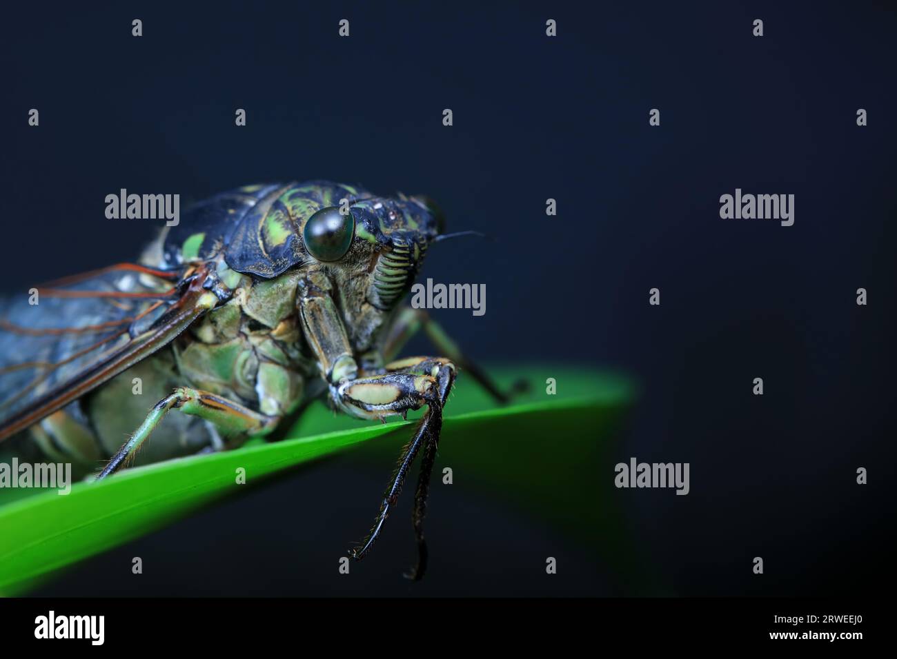 Leaf cicada on wild plants, North China Stock Photo - Alamy