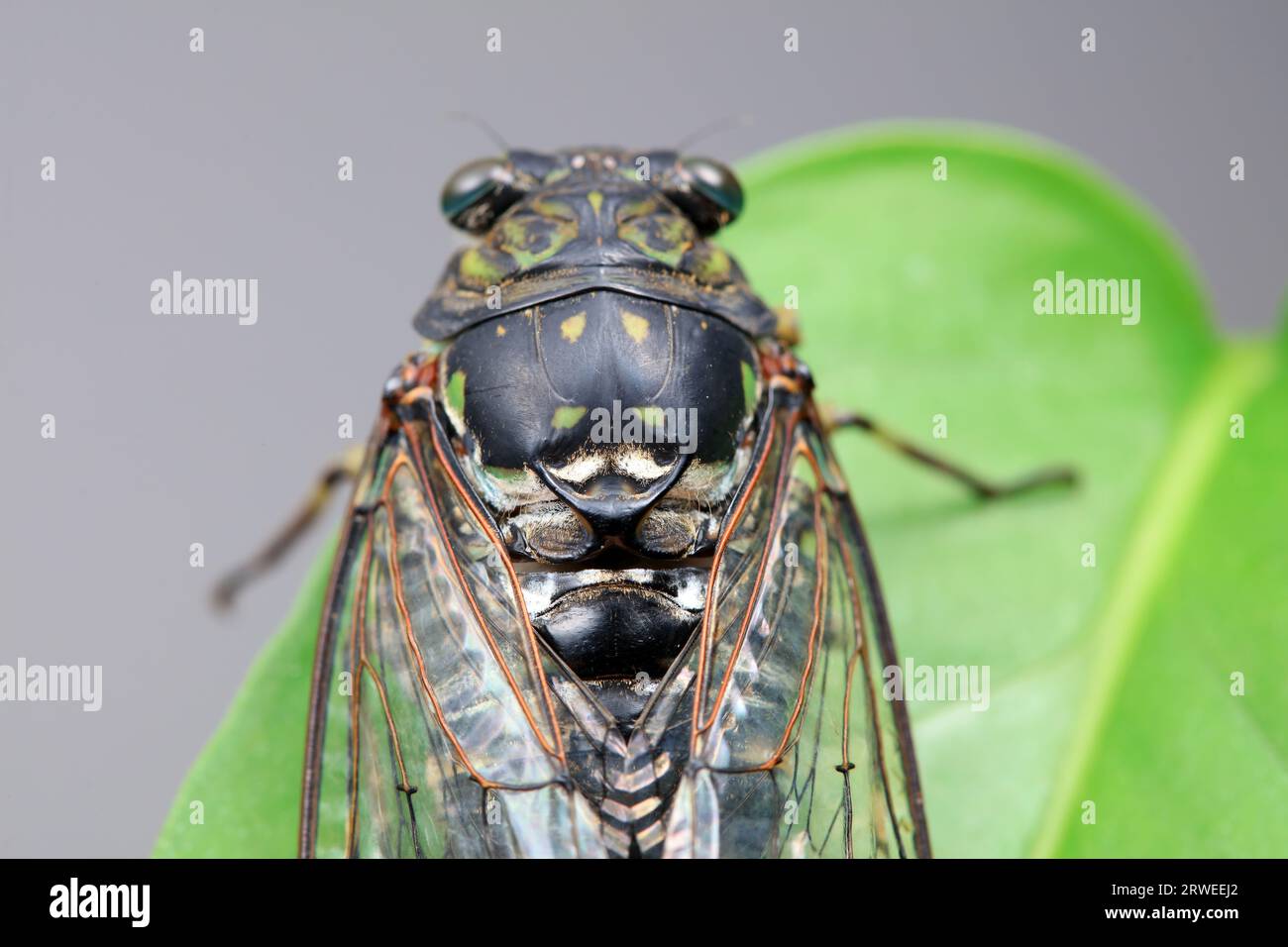 Leaf cicada on wild plants, North China Stock Photo - Alamy