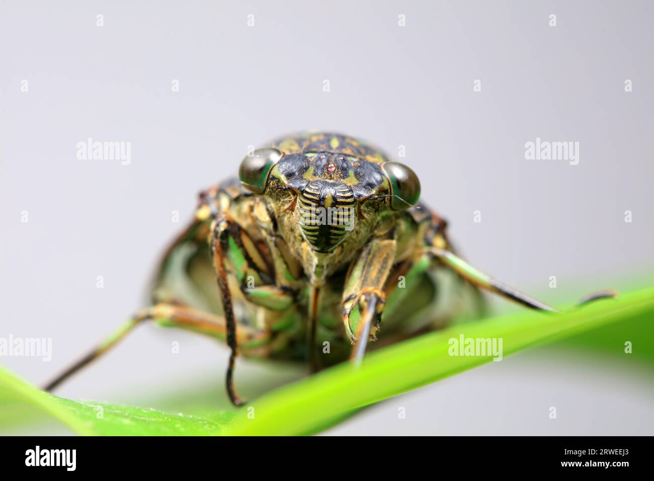 Leaf cicada on wild plants, North China Stock Photo - Alamy