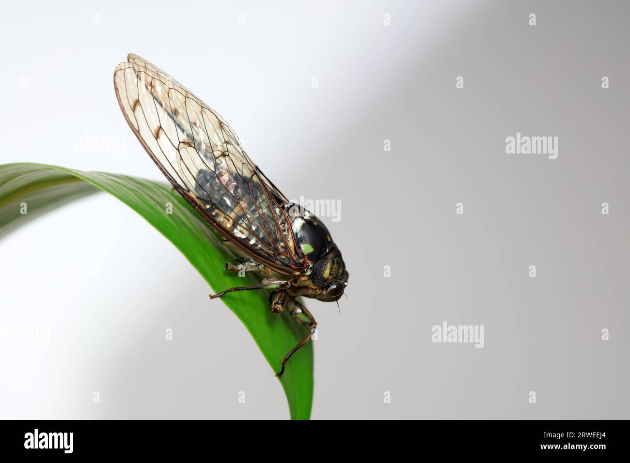 Leaf cicada on wild plants, North China Stock Photo - Alamy