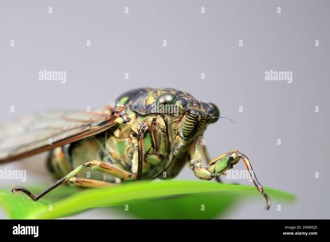 Leaf cicada on wild plants, North China Stock Photo - Alamy