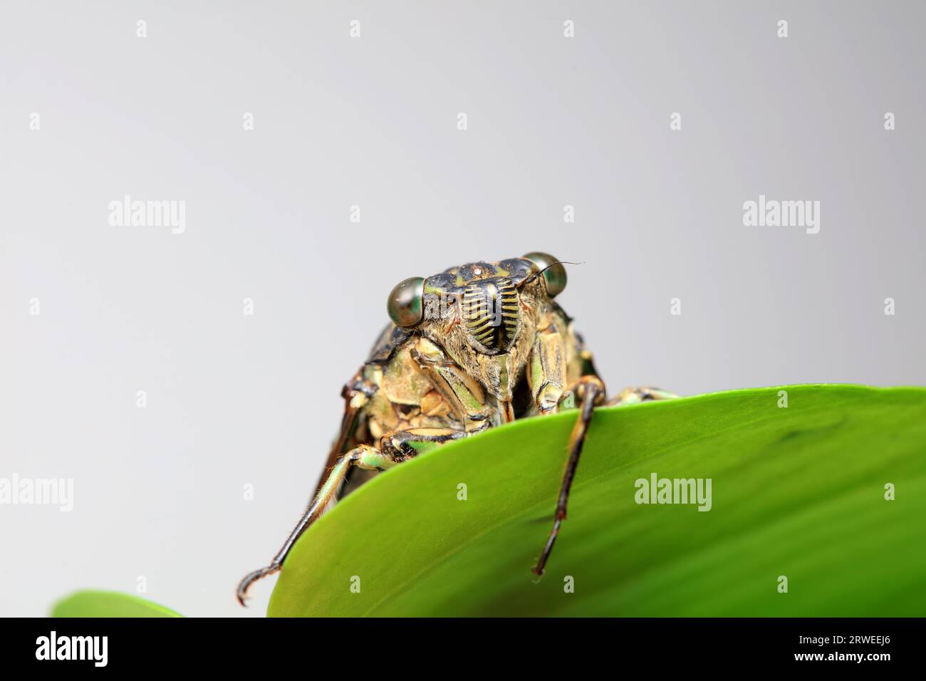 Leaf cicada on wild plants, North China Stock Photo - Alamy