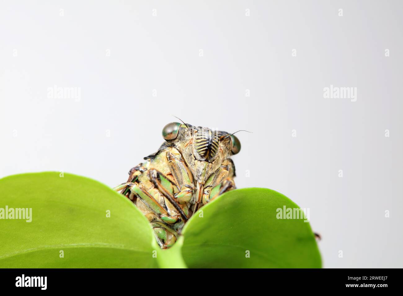Leaf cicada on wild plants, North China Stock Photo - Alamy