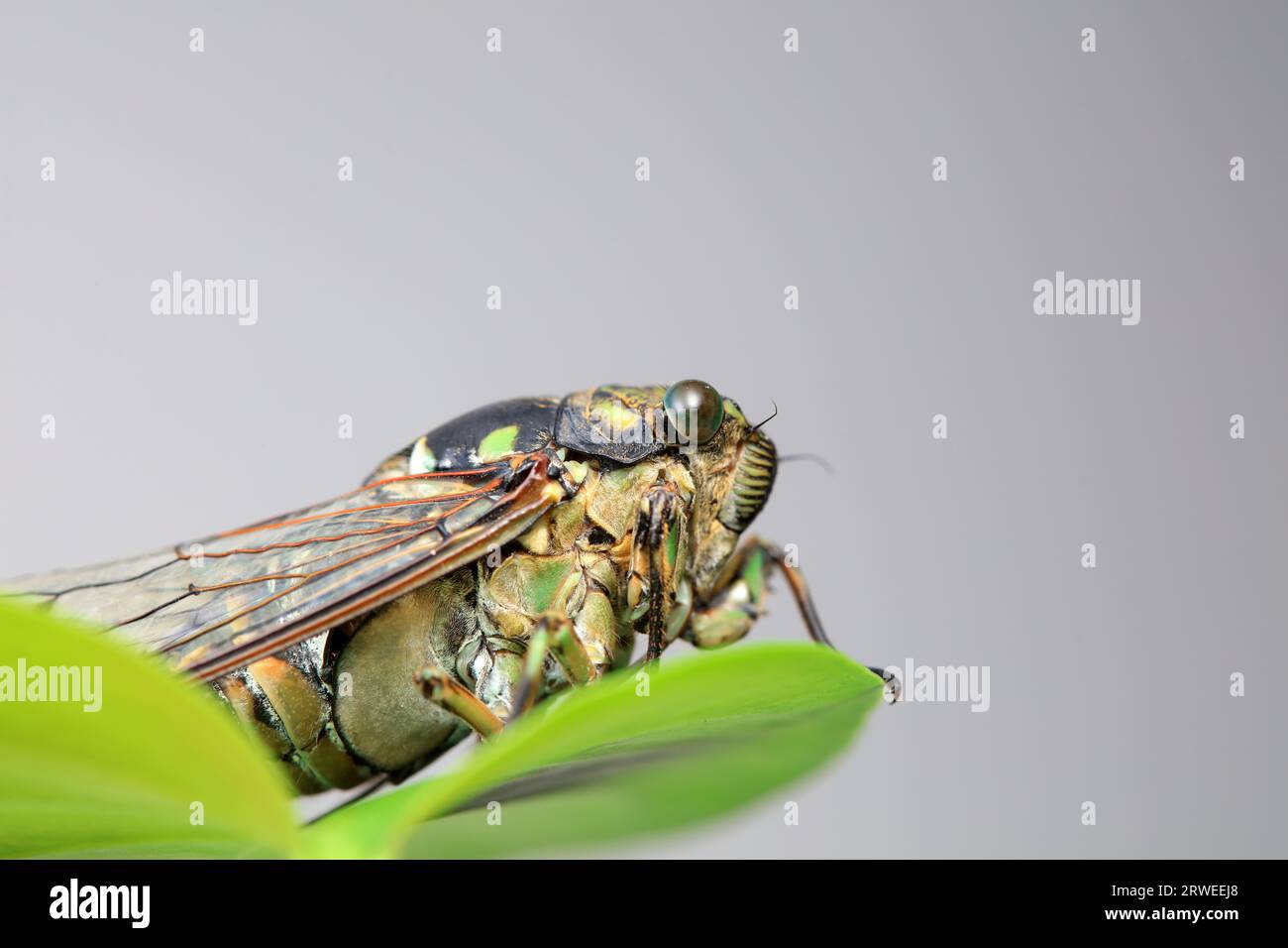 Leaf cicada on wild plants, North China Stock Photo - Alamy