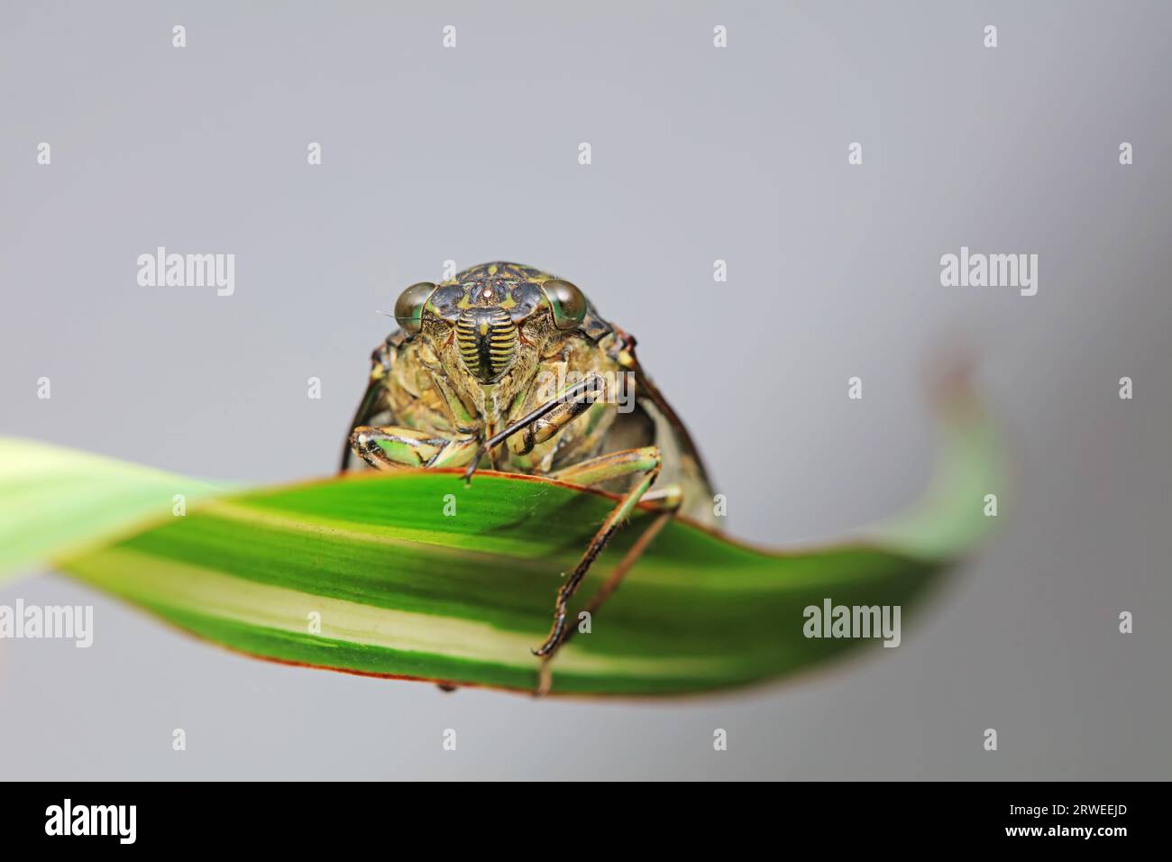 Leaf cicada on wild plants, North China Stock Photo - Alamy