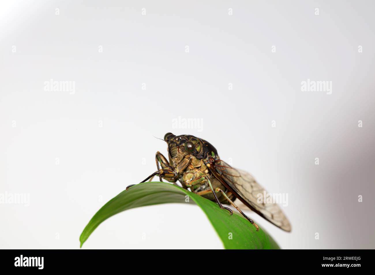 Leaf cicada on wild plants, North China Stock Photo - Alamy