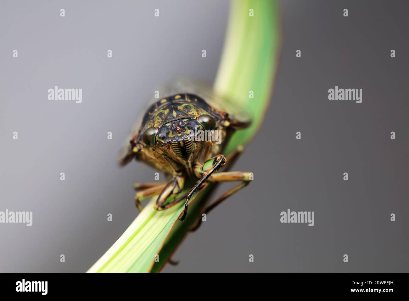 Leaf cicada on wild plants, North China Stock Photo - Alamy