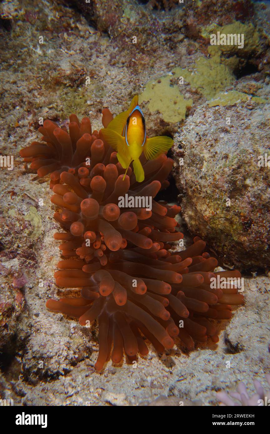 Red sea clownfish (Amphiprion bicinctus) in front of its fluorescent ...
