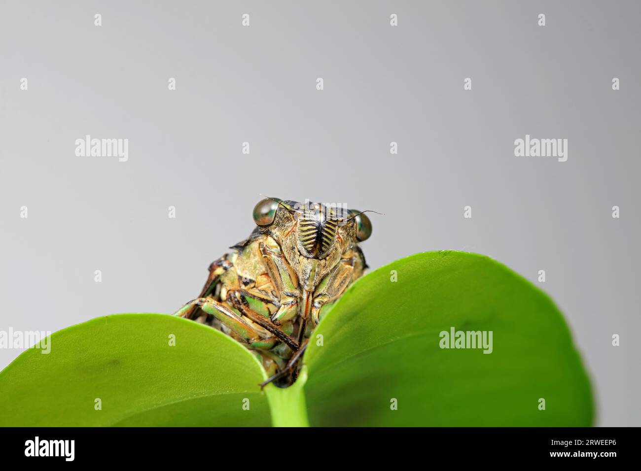 Leaf cicada on wild plants, North China Stock Photo - Alamy