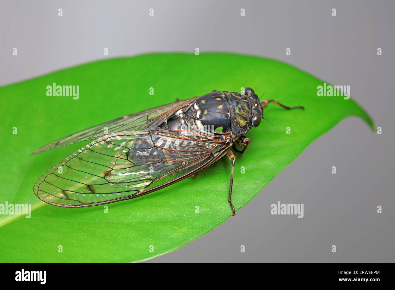 Leaf cicada on wild plants, North China Stock Photo - Alamy