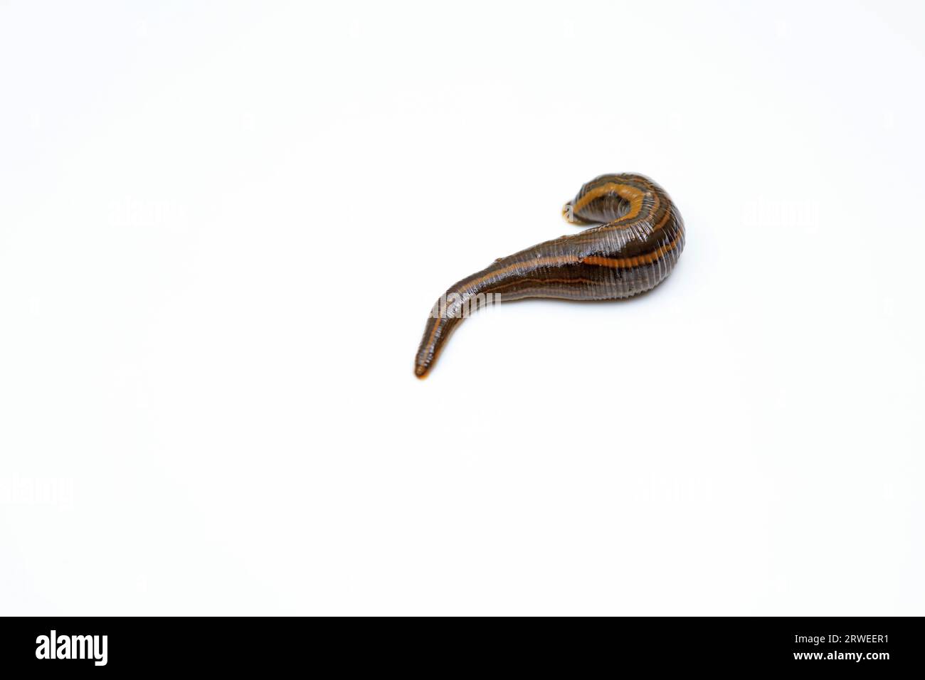 Entomology interest Cut Out Stock Images & Pictures - Alamy