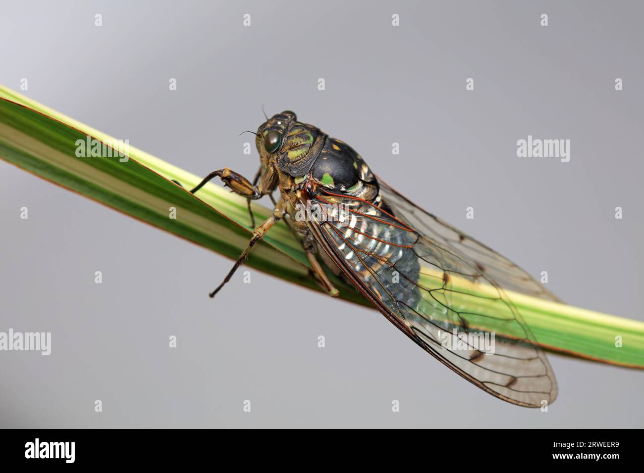 Leaf cicada on wild plants, North China Stock Photo - Alamy