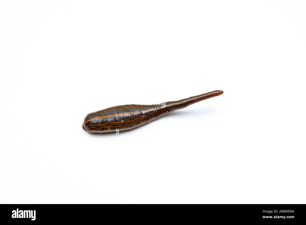Leeches on a white background Stock Photo - Alamy