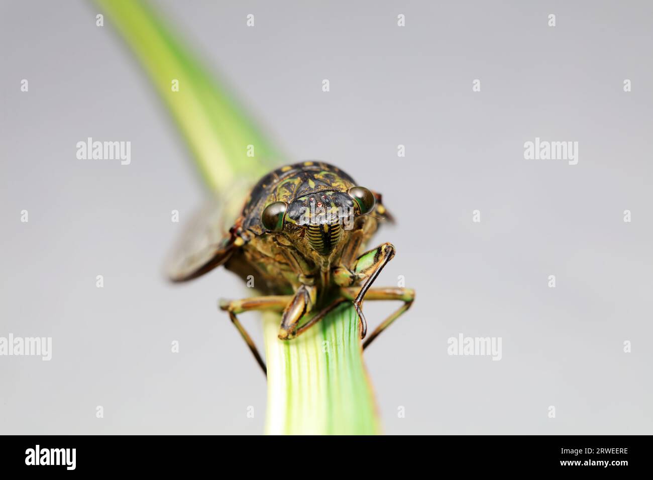 Leaf cicada on wild plants, North China Stock Photo - Alamy