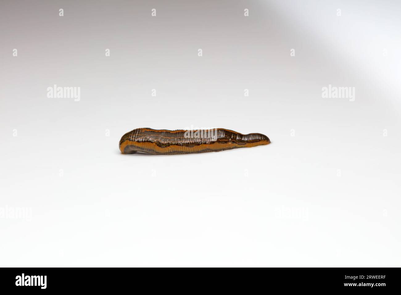 Leeches on a white background Stock Photo - Alamy