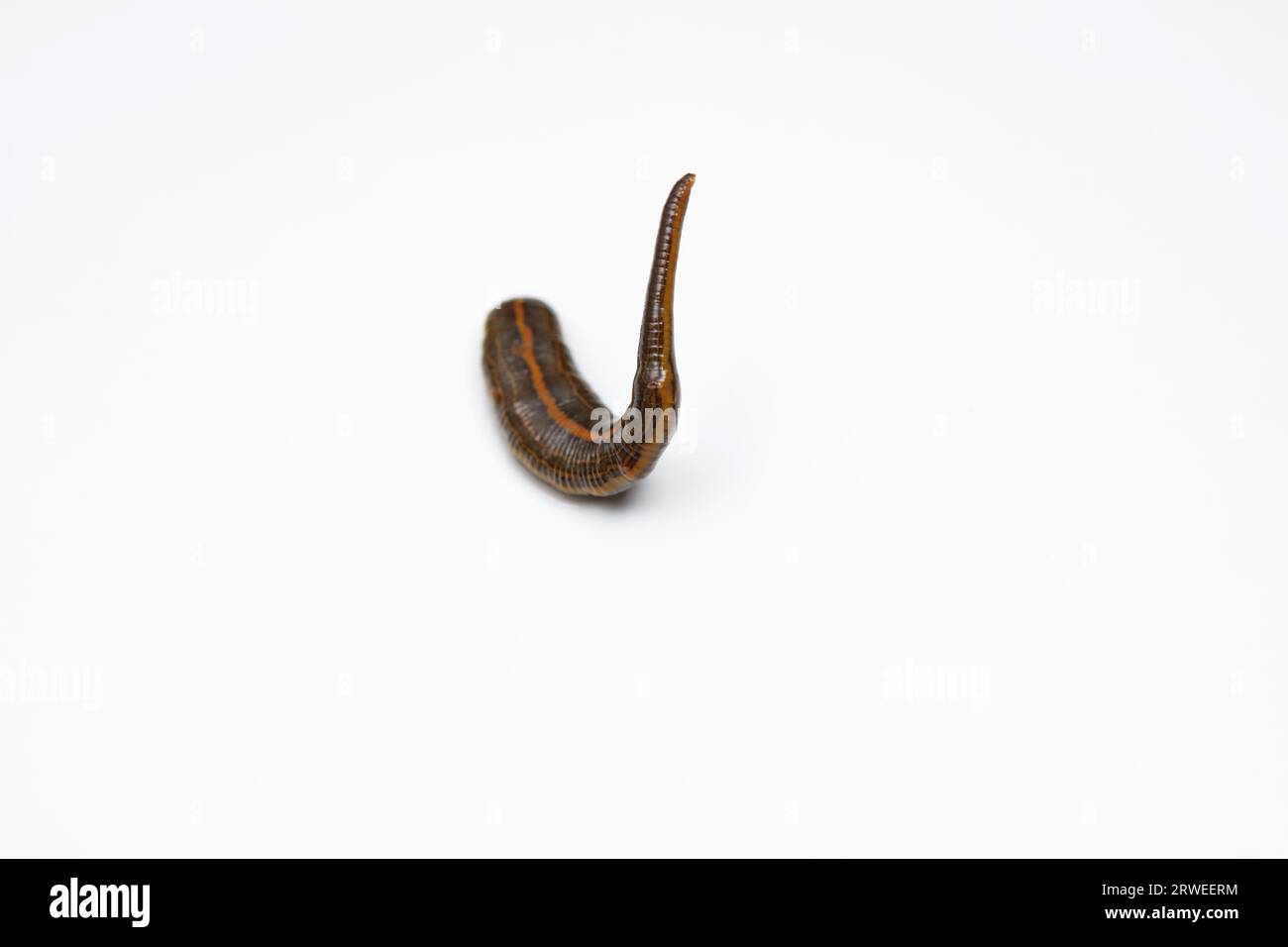 Leeches on a white background Stock Photo - Alamy