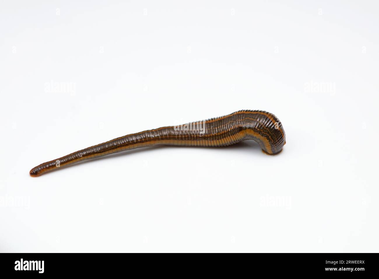 Leeches on a white background Stock Photo - Alamy