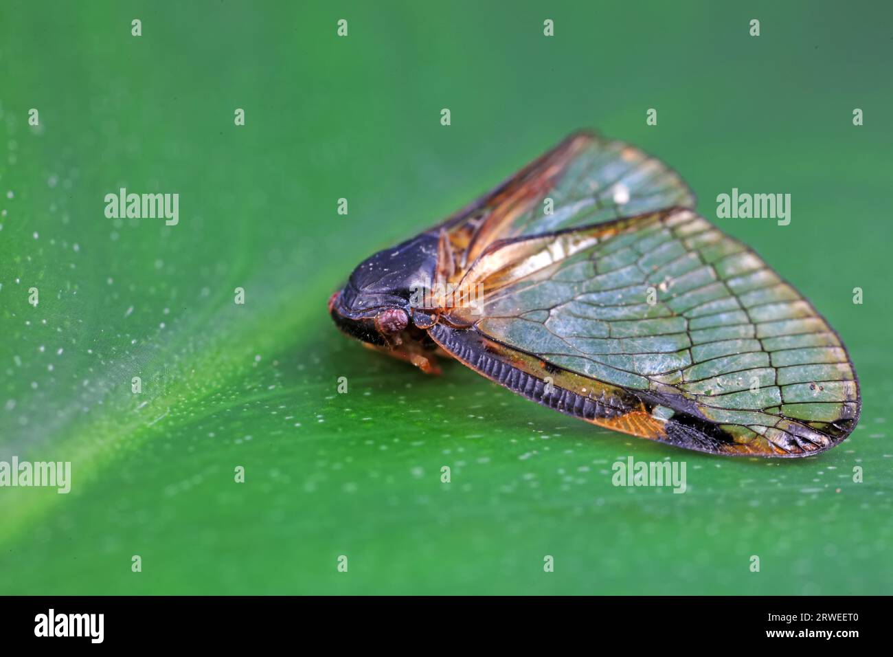 Hemiptera wax Cicadellidae insects on wild plants, North China Stock ...