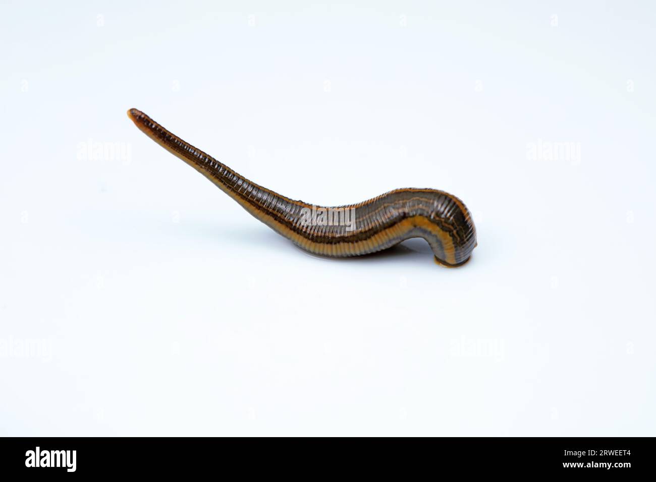 Leeches on a white background Stock Photo - Alamy