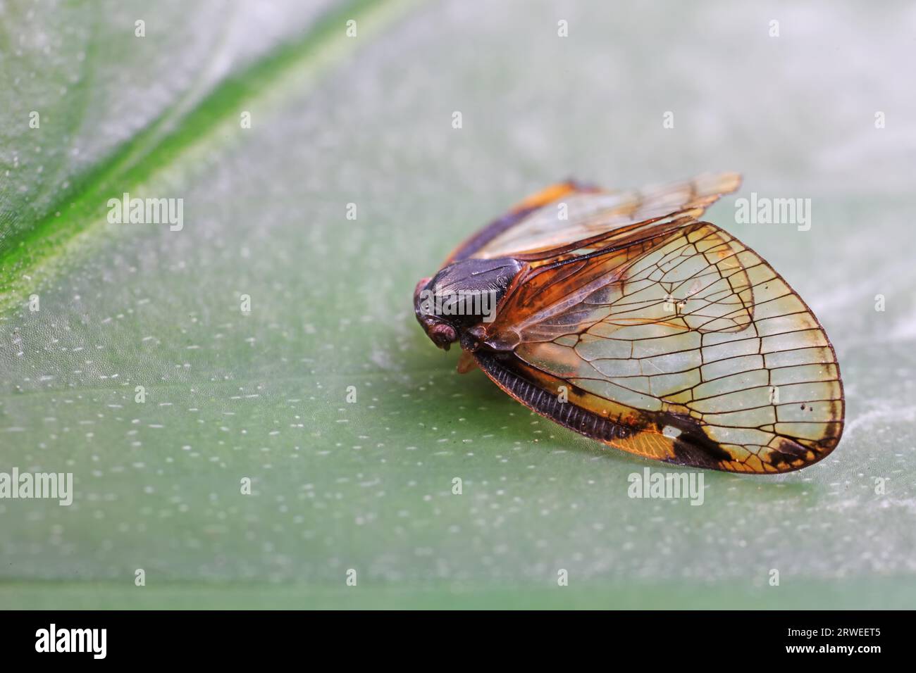 Hemiptera wax Cicadellidae insects on wild plants, North China Stock ...