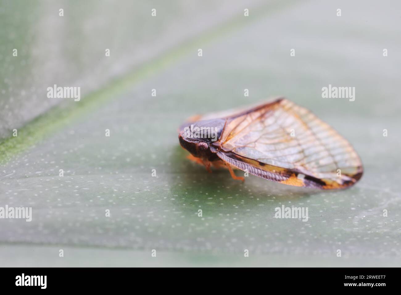 Hemiptera wax Cicadellidae insects on wild plants, North China Stock ...